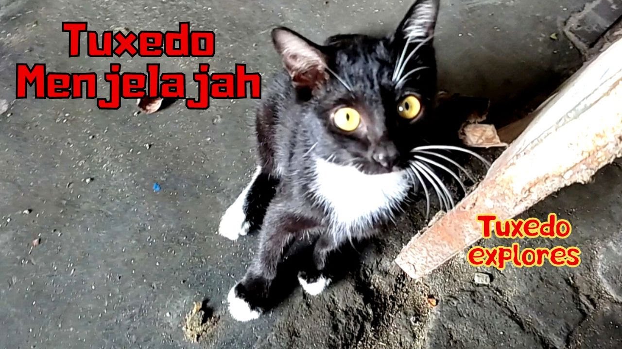 Anak Kucing Lucu Tuxedo Menjelajah Tempat Kerja | Cute Tuxedo Kitten ...