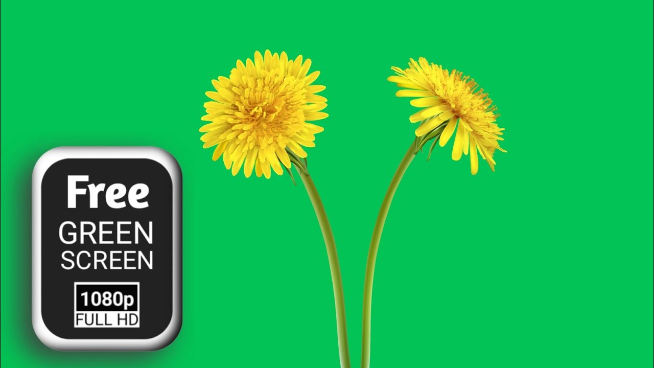 Yellow flower green screen video | green screen flower effect | flower ...