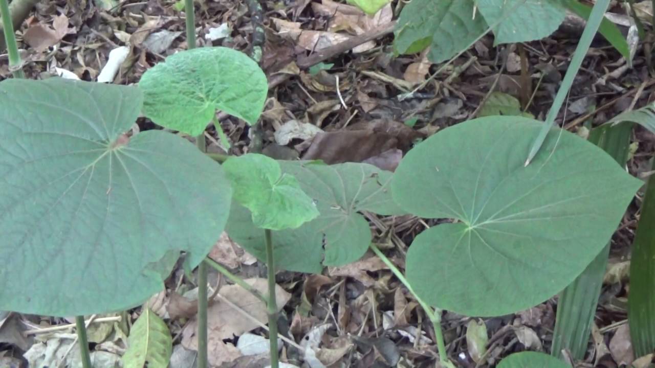 Você sabia ? # 125 - A Pariparoba ou capeba - YouTube