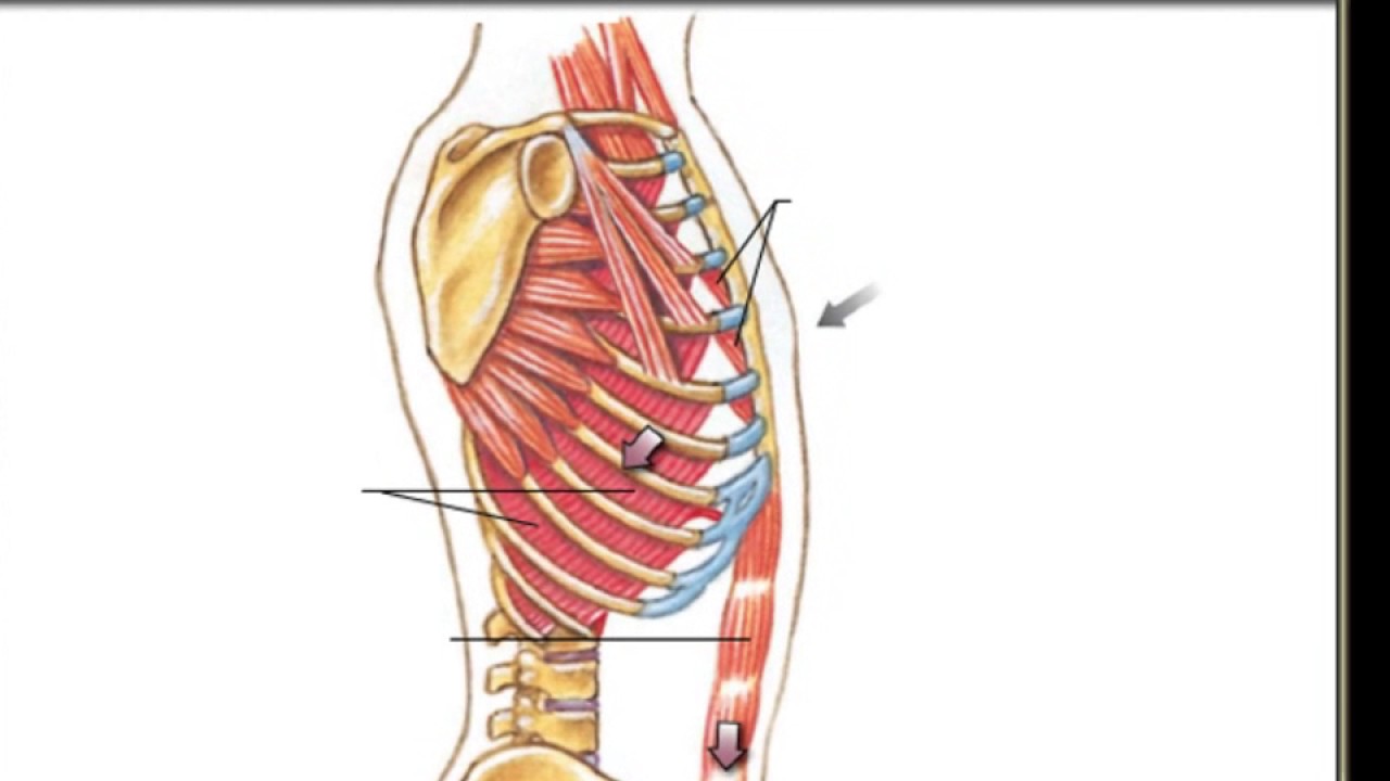 Muscles of Exhalation, Rectus abdominis , Internal ,intercostal ...