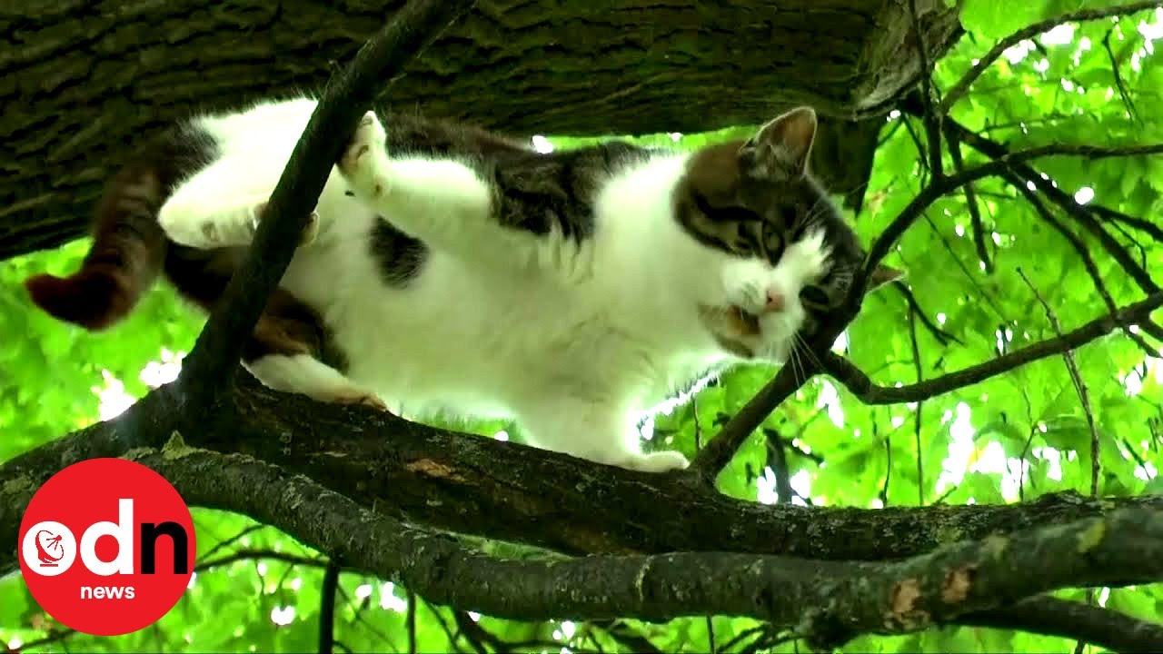 The scaredy cat that's lived up a tree for six years - YouTube