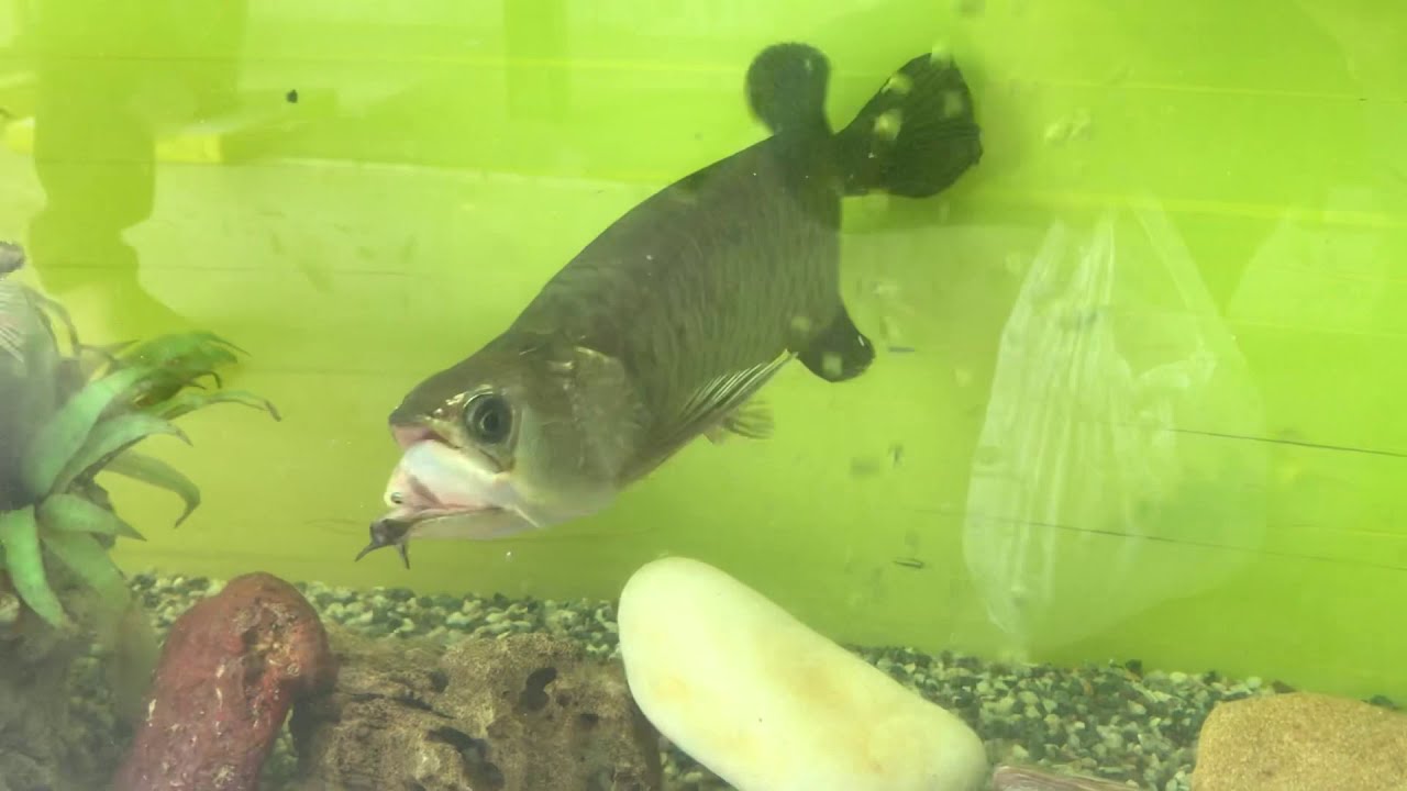 Big Arowana Fish Eating Beautiful Gold Fish - Heart Touching Video 😰 ...