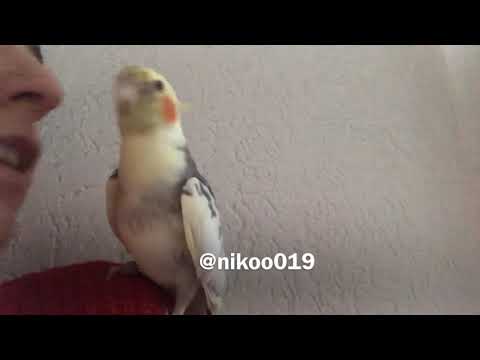 Opucuk opucuk opucuk soyleyen en guzel opucugu veren Niko😍