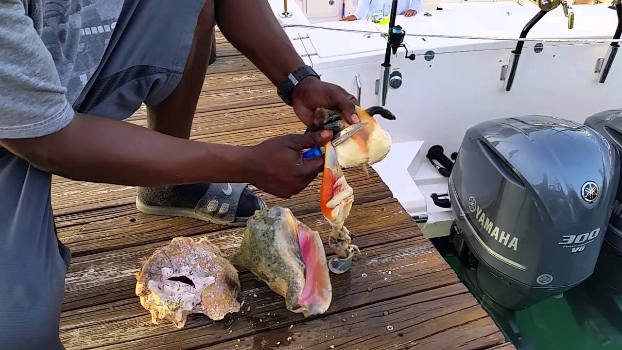 Fish Fry Bahamas restaurant, fresh conch - YouTube