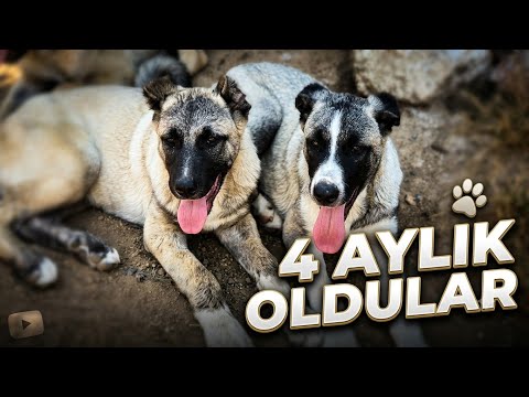 BÖLÜM 43 - 125. GÜN 4 AYLIK OLDULAR 