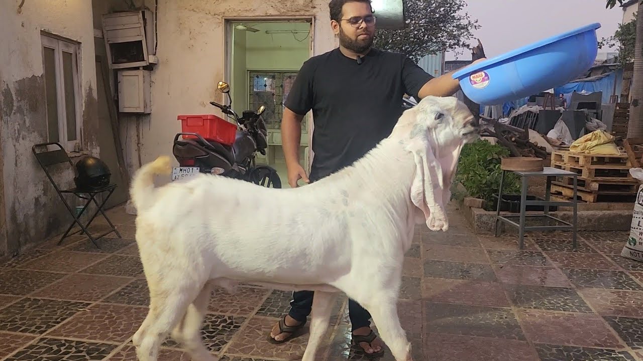 Kota Sojat Main Homebreed Ka Bada Bakra In Mumbai | Feed Guru Bilal ...