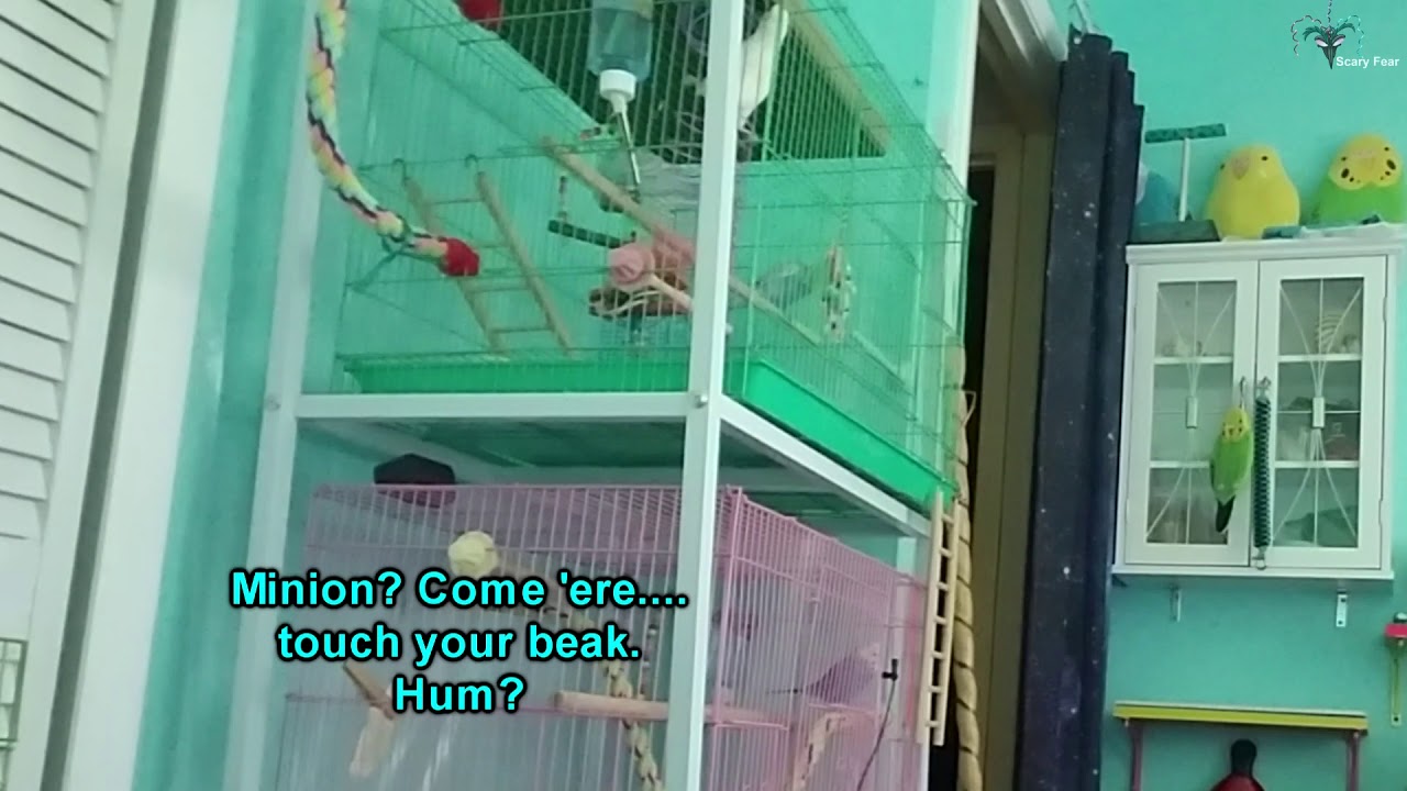 Minion The Talking Budgie 10 More Pirate Parrot - YouTube