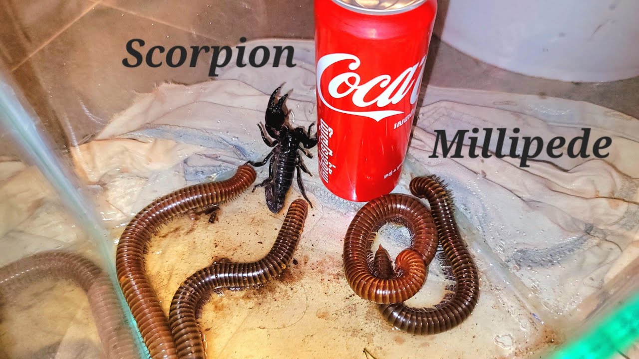 Explore And Captured Mountain Creatures Millipede And Other Poison ...