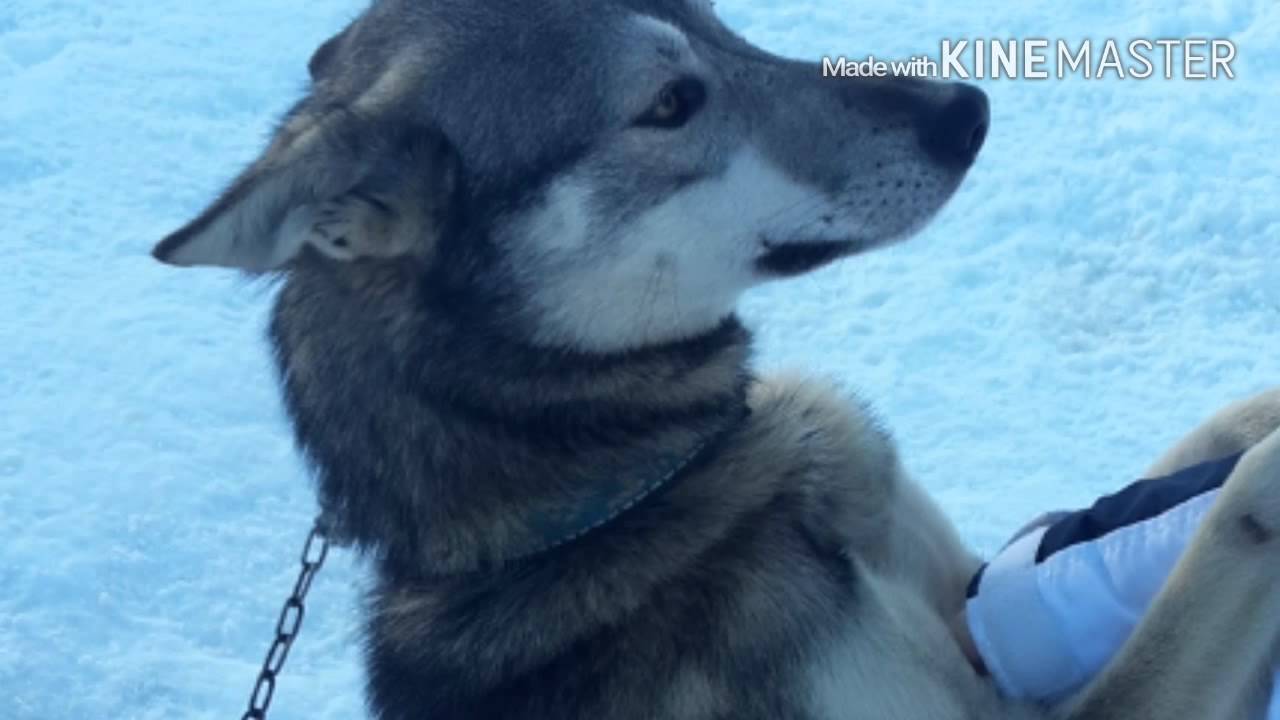 Husky Dream Beaufort - YouTube