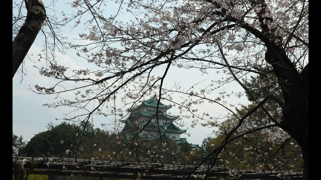 【風景と自然】名城公園のさくらと名古屋城 チューリップと花々 黒川 [Landscape and nature]Meijo Park ...