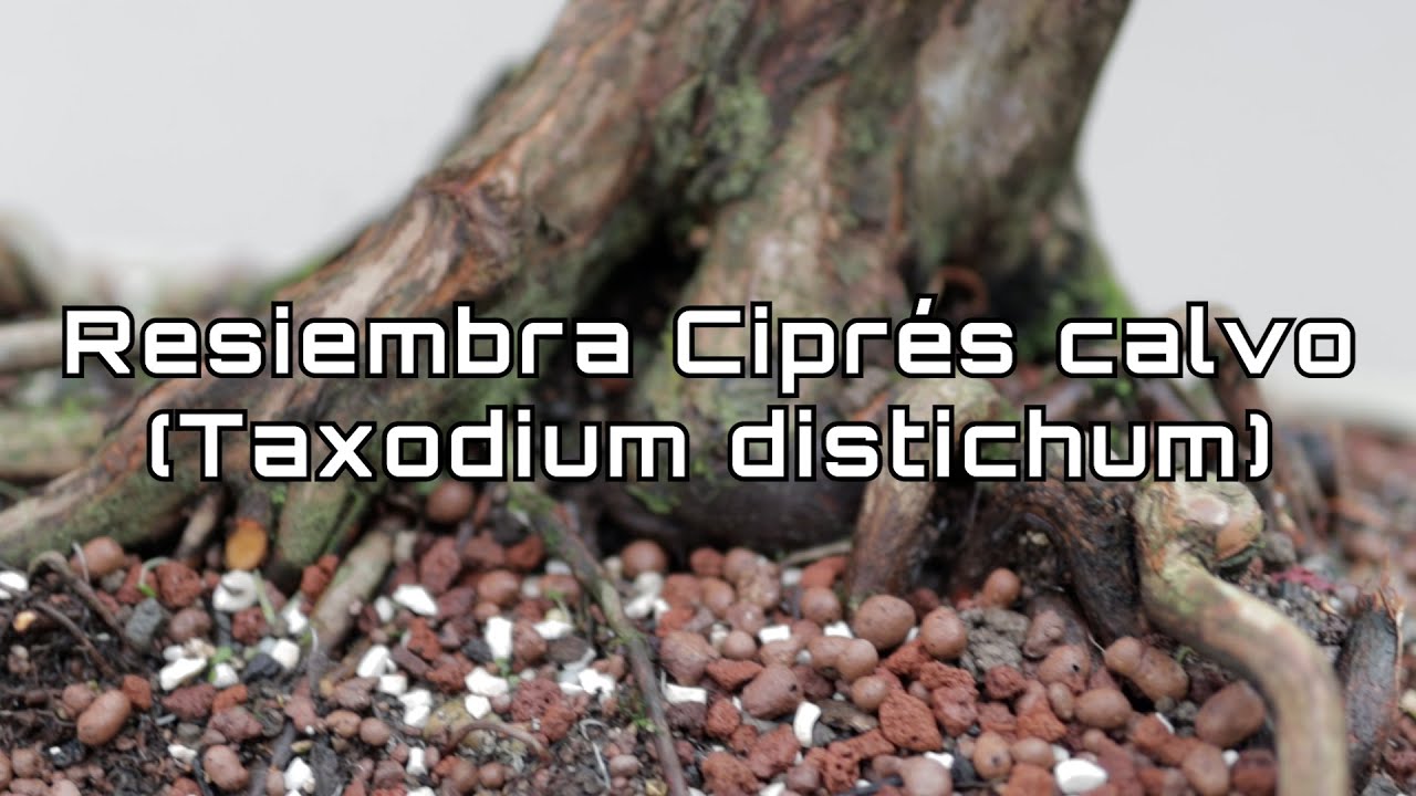 Resiembra de Ciprés Calvo (Taxodium distichum) - Amabi Bonsai Tropical ...