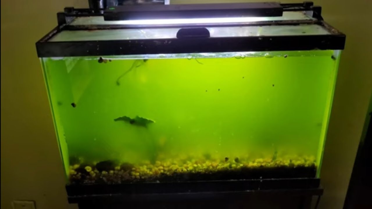 From a swampy mess to a beautiful tank. - YouTube