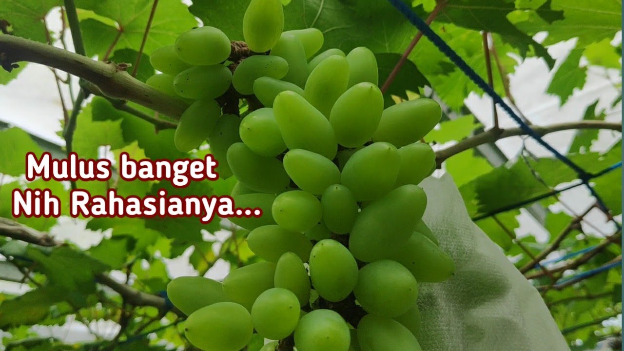 Cara Merawat Buah Anggur Agar Mulus Bersih Youtube