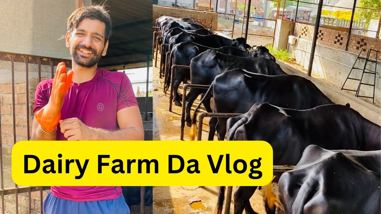 Dairy Farming Vlog #1, My Morning Routine On Farm. - YouTube
