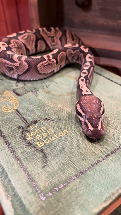 Snakes Eyes, our blind adopted ball python is doing fantastic! #snake # ...