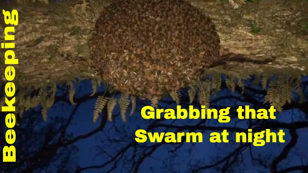 Beekeeping: Capturing a Spring Swarm in a Jiffy - YouTube