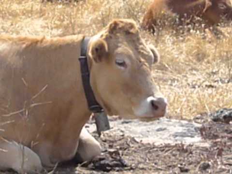 Las vacas también comen chicle - YouTube