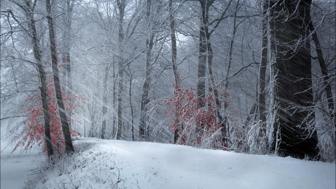 Relaxing Snowfall: 10 Hours of the Sound of Light Wind Breeze and ...