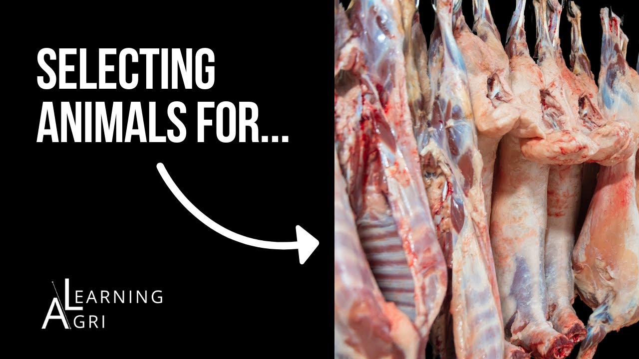 How to Choose Animals That Give You the Best Meat! - YouTube