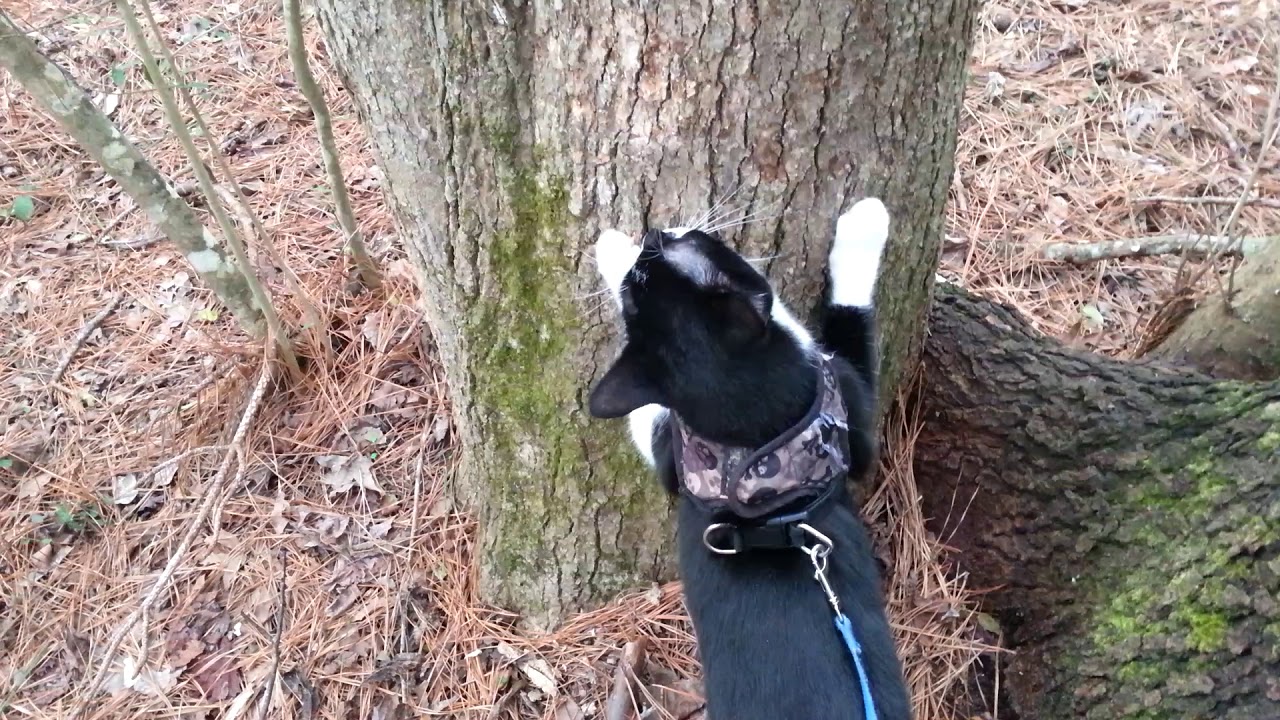 Cat climbing tree and avoiding getting his paws too wet after the rain ...