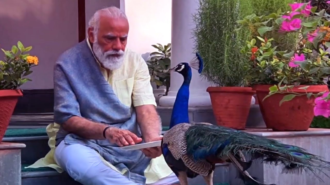 PM Narendra Modi Ji Feed Peacock At Home | Narendra Modi Animal Lover ...