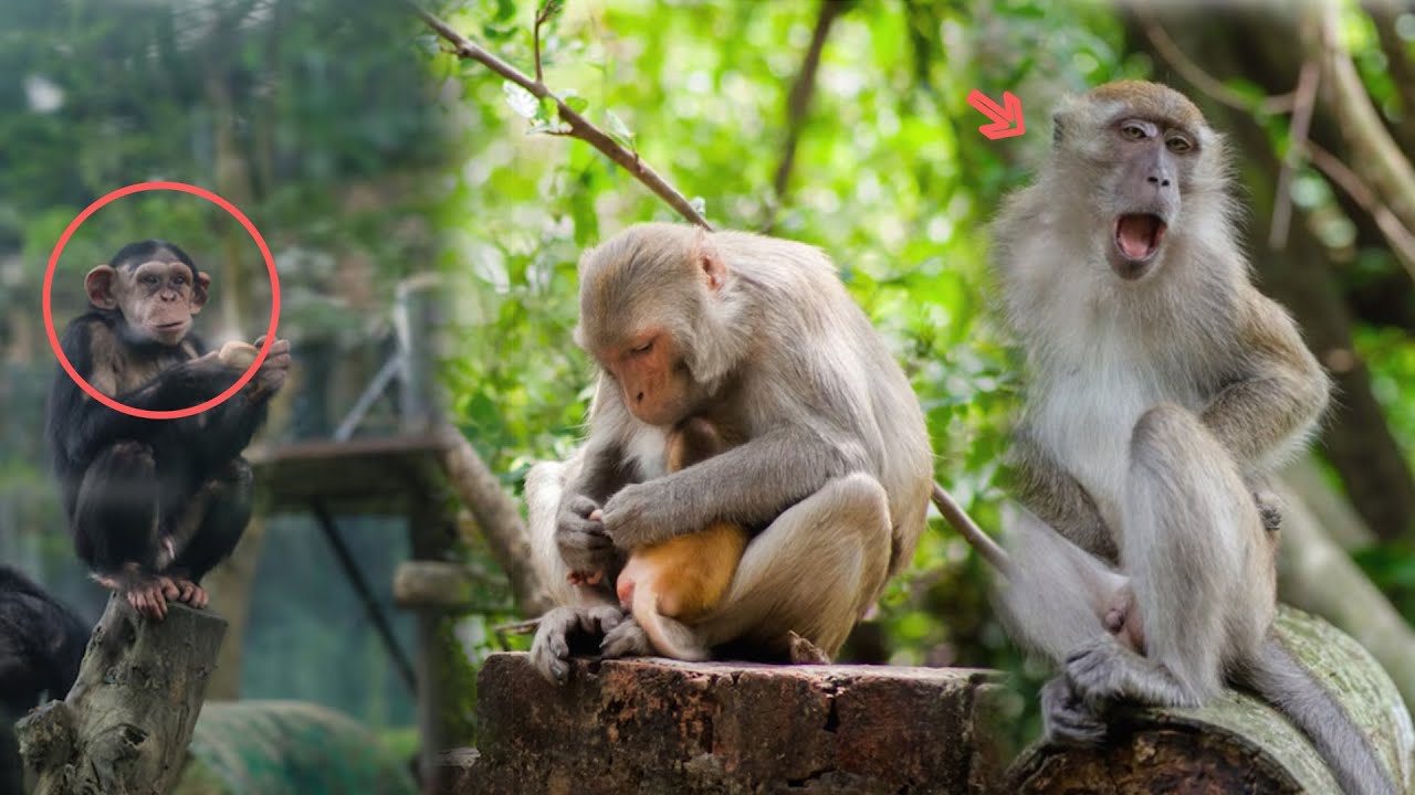 Amazing Monkey wildlife - YouTube