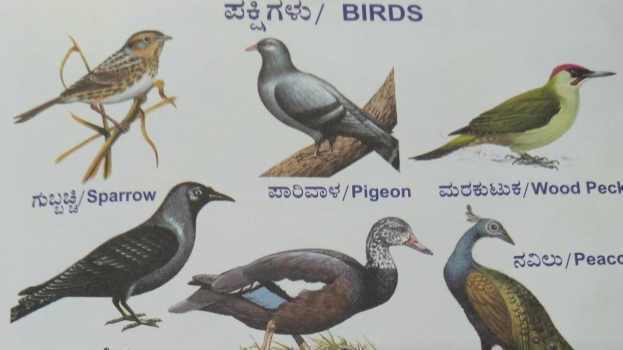 Learn Birds Name In Kannada pakshigala Hesaru In Kannada Birds