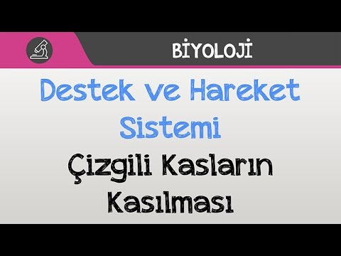 İnsan Fizyolojisi - Destek ve Hareket Sistemi / Çizgili Kasların Kasılması