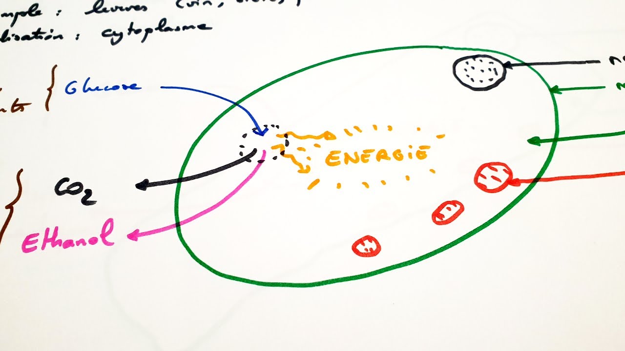 Esvt La Fermentation Alcoolique Youtube