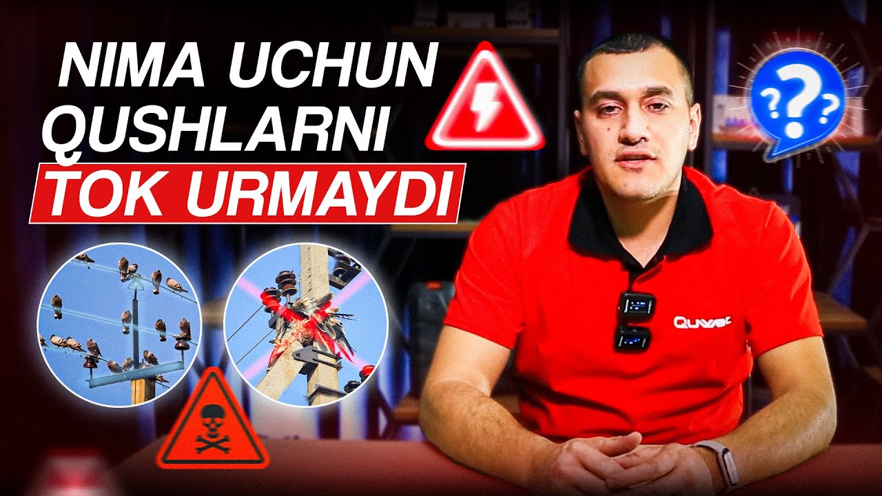 NIMA UCHUN QUSHLARNI TOK URMAYDI? - YouTube