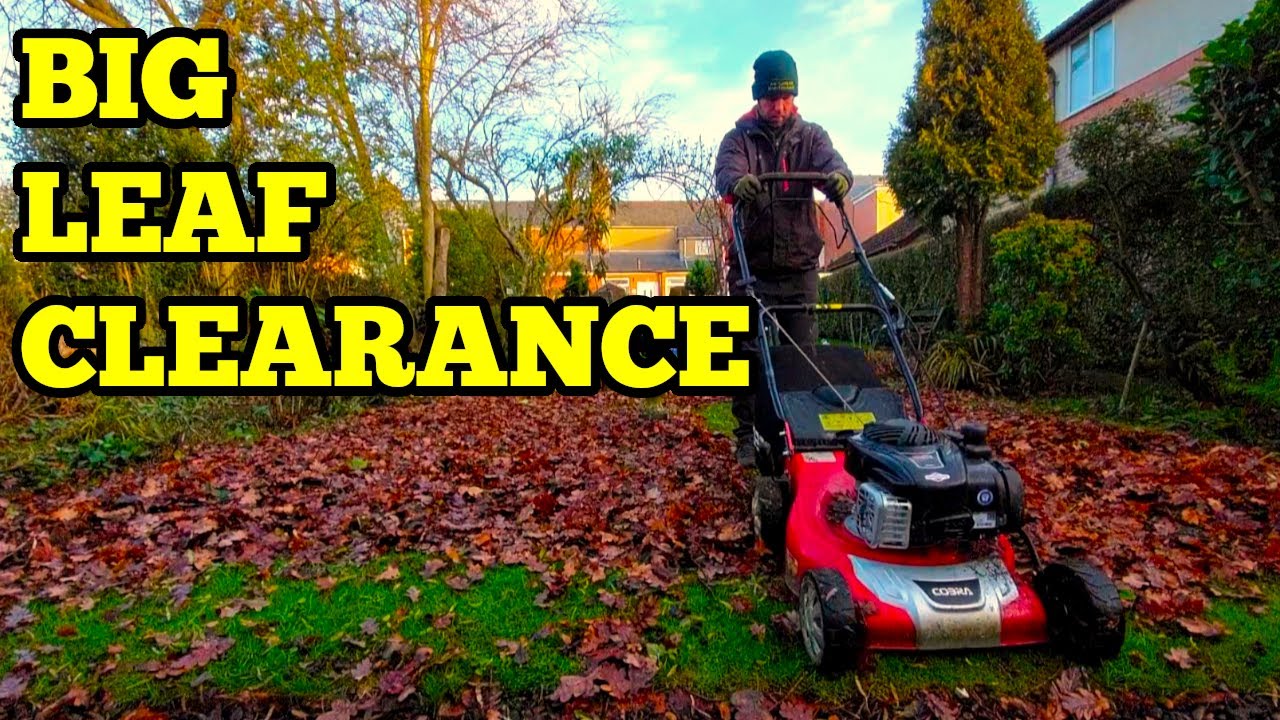 My Leaf Clearing Process from Start to Finish - YouTube