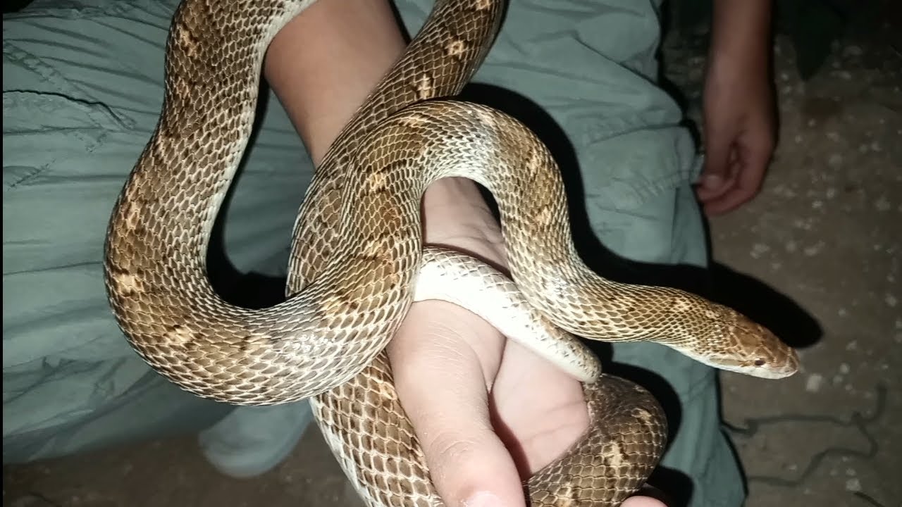 Grumpy Bull snakes Big glossy snake and More - YouTube