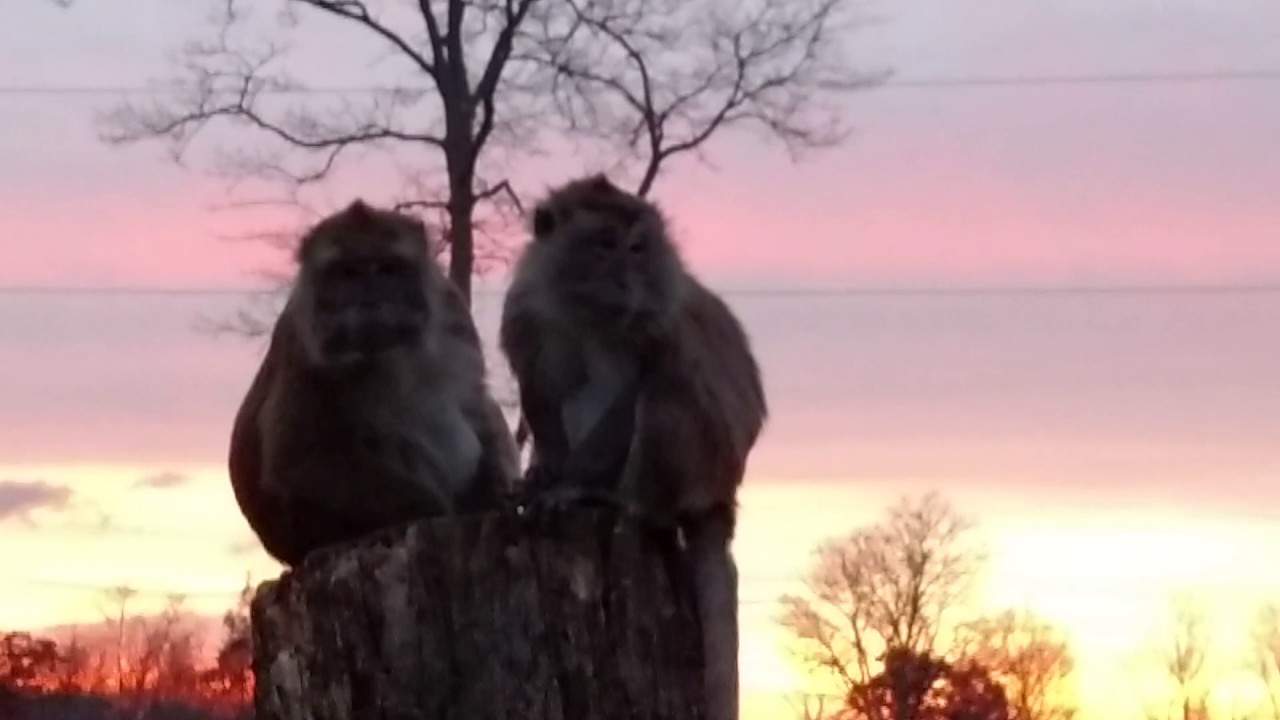 Monkeys Watching The Sun Go Down - YouTube