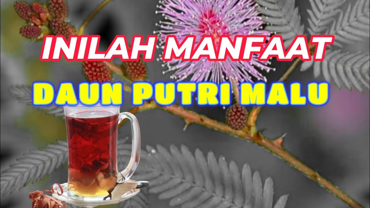 manfaat daun putri malu yang harus kita ketahui bersama - YouTube