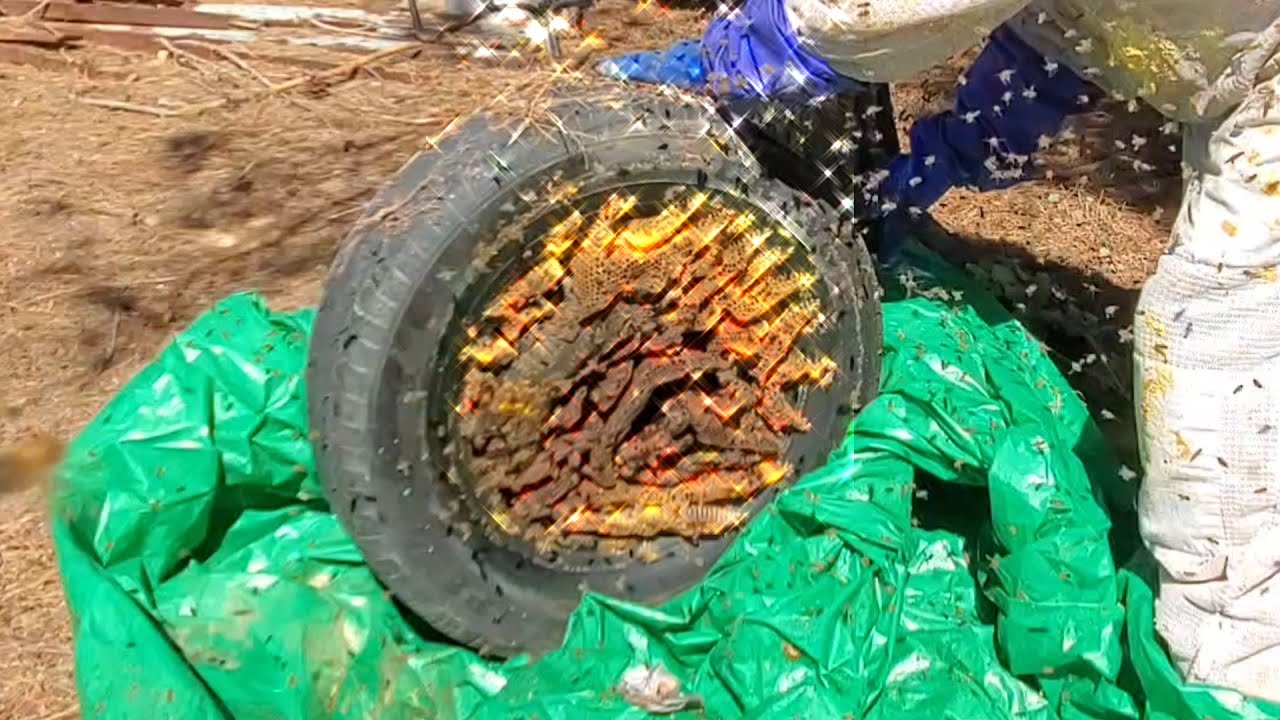 Holy $#%! BEES! - YouTube