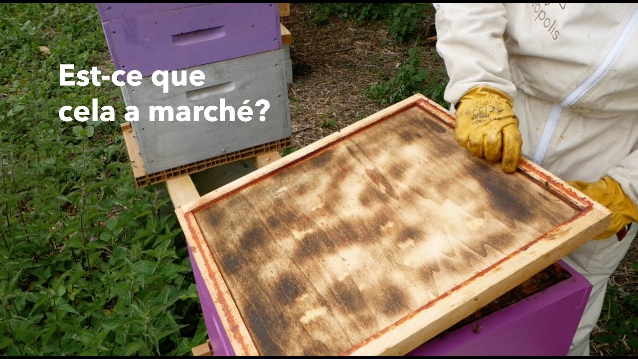 Un essaim dans la nuit? Voie Lactee - Ep#1 | Beopolis - YouTube