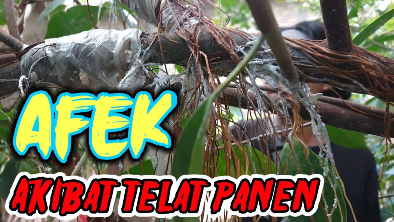 Panen Cangkokan Beringin Iprik/Preh - YouTube