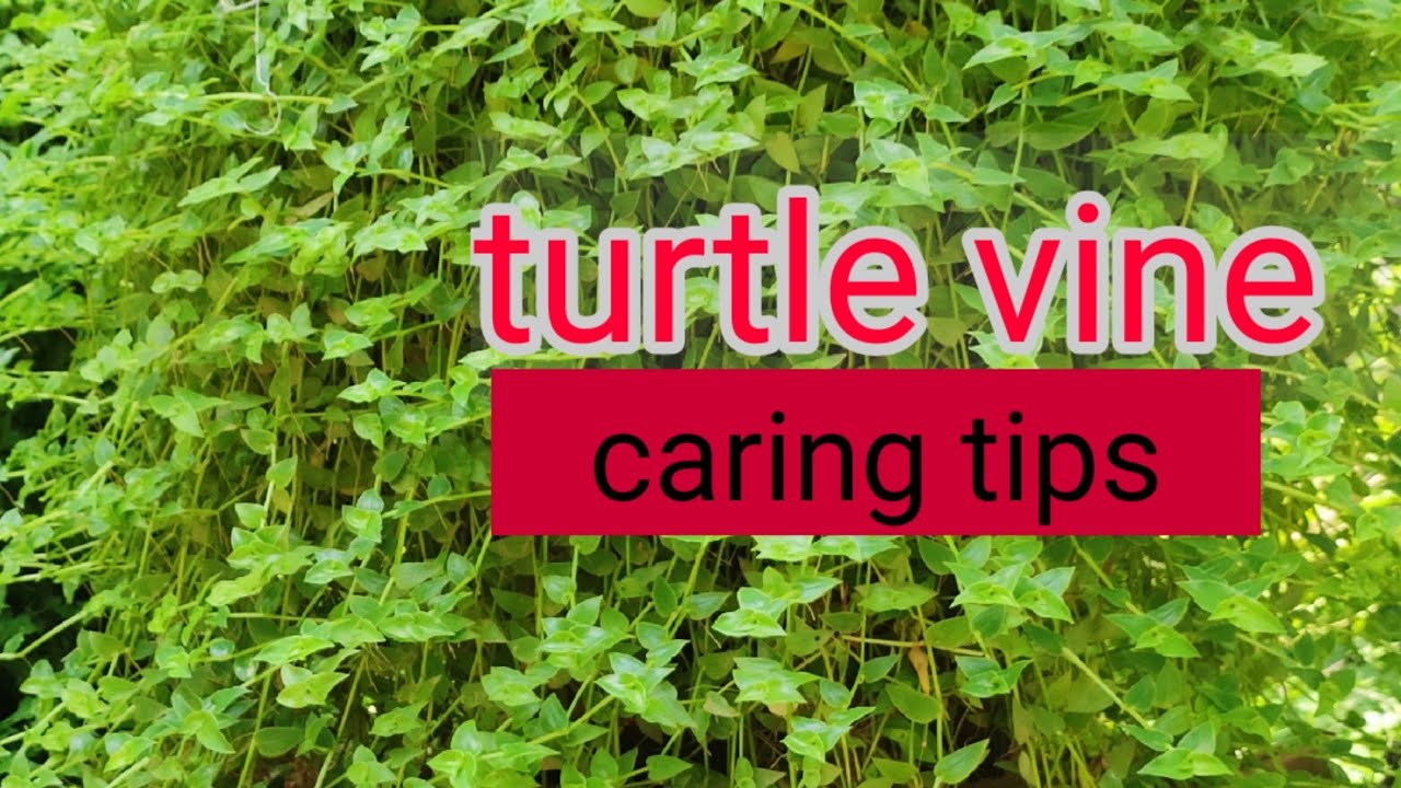 Turtle Vine Caring Tips How To Grow Turtle Vine Evergreen Hanging turtle-vine-caring-tips-how-to-grow-turtle-vine-evergreen-hanging