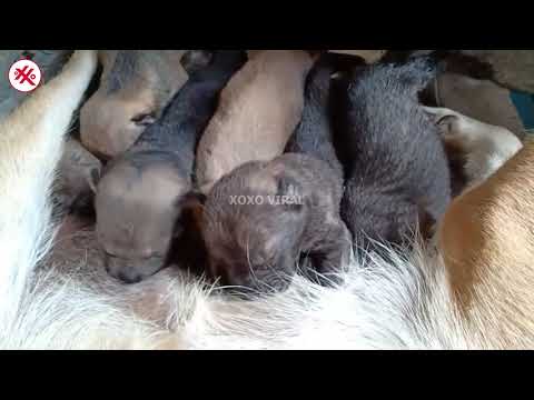 Breastfeeding Puppies: The Magic of Mother-Child Love