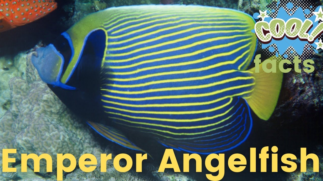 Emperor Angelfish facts 🐠 favorite of photographers 📸artists 🎨 ...