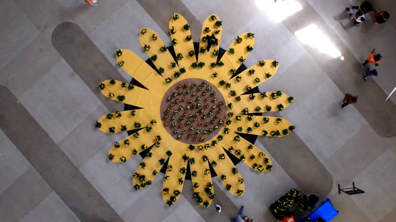 Science Museum of VA - Giant Sunflower Time Lapse - YouTube