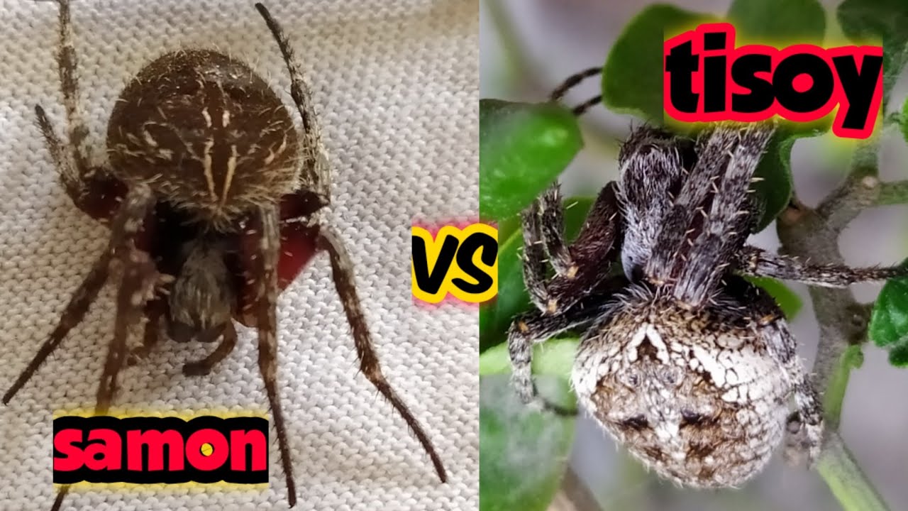 Samon VS Gagambang Putie - paalam😭🙏😇 - YouTube