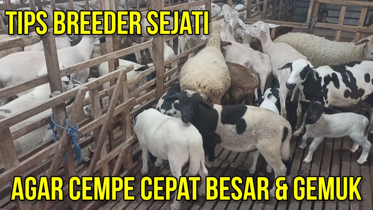 CARA AGAR CEMPE DOMBA CEPAT BESAR DAN GEMUK - YouTube