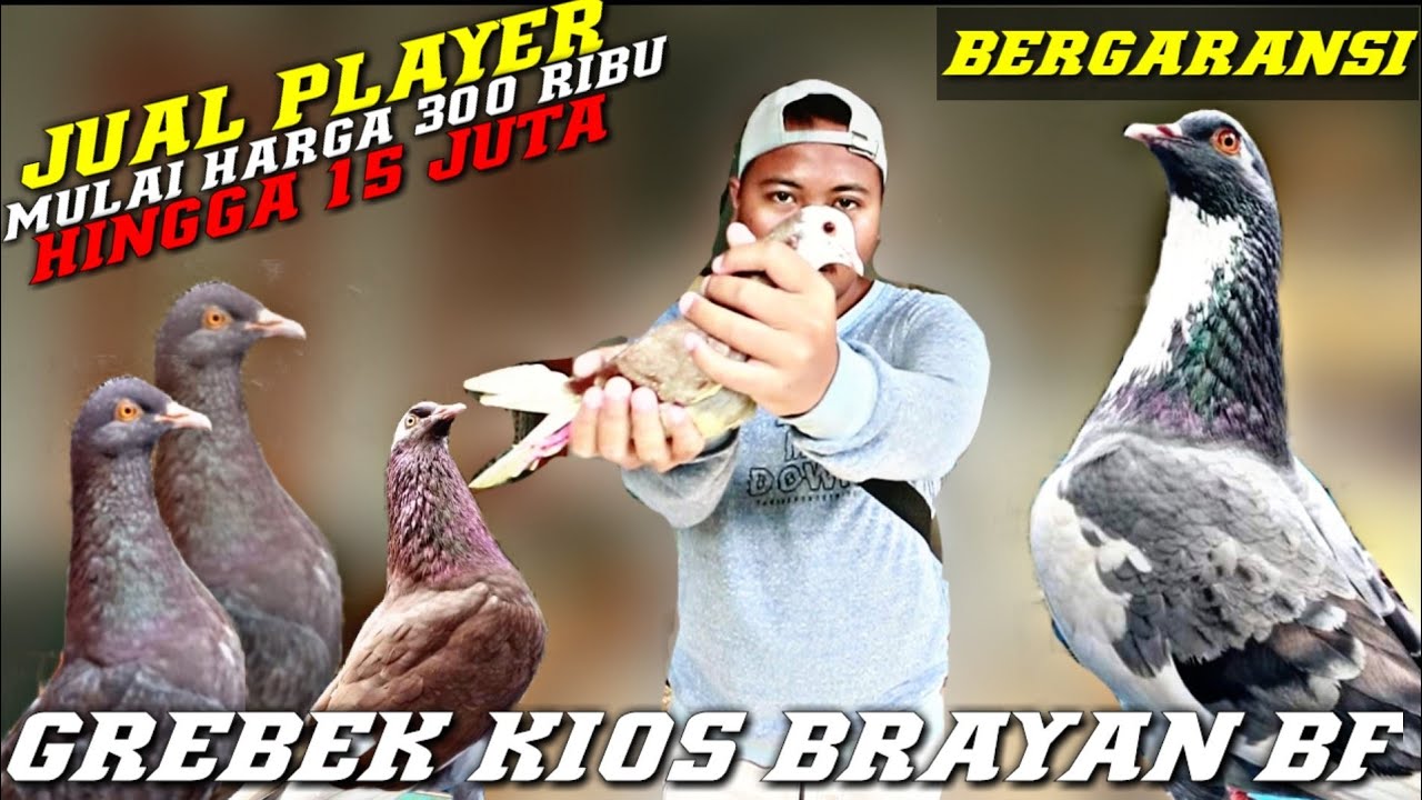 NEMU PENJUAL MERPATI DI POJOK GANG CIKARANG MEWAH DAN BERGARANSI - YouTube