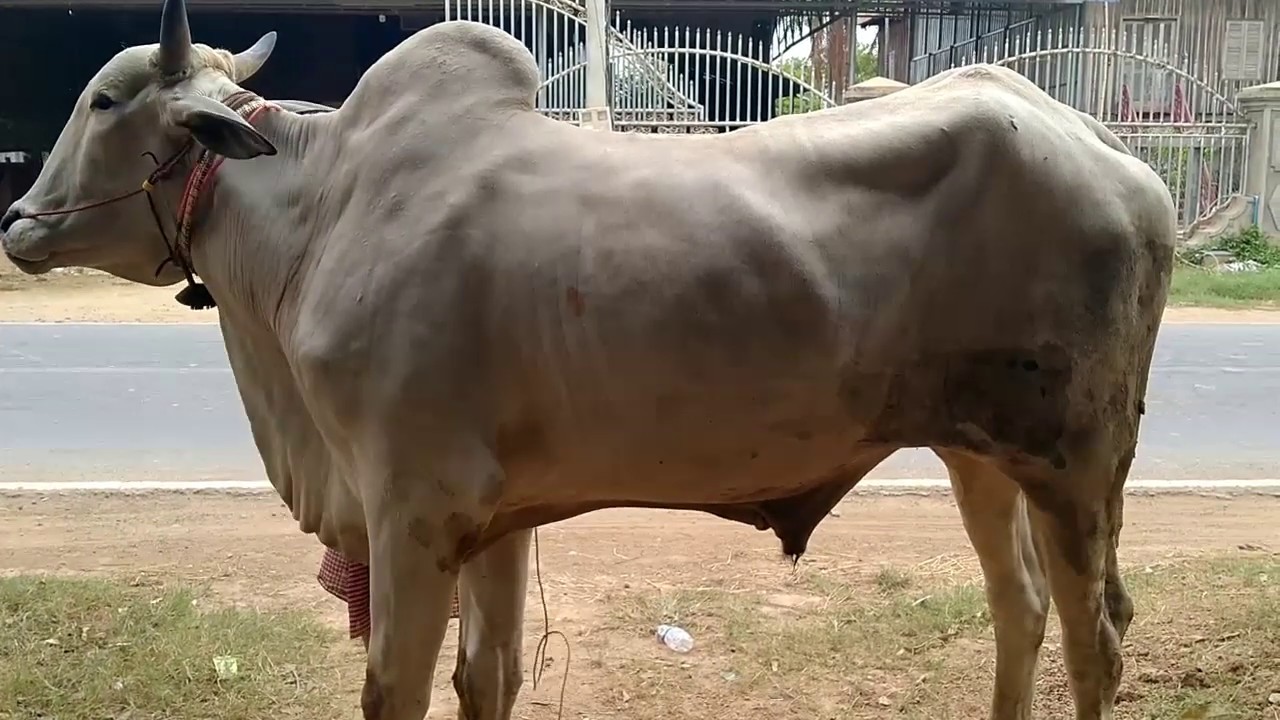 តោះមកមើលគោប្រើតម្លៃថ្លៃកប់ 25លាន, (012360229), Wow strong ox, Big oxen ...