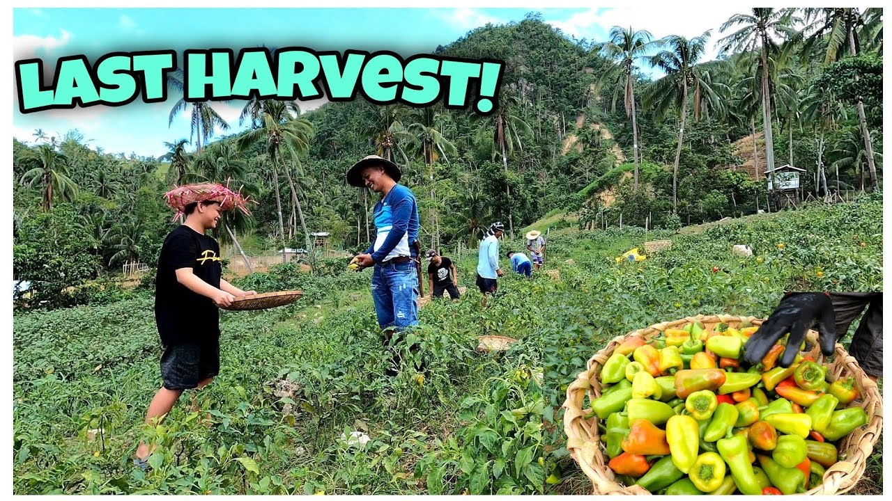 LAST HARVEST NG ATSAL + HATID NATIN SA PALENGKE SARI-SARING GULAY ...