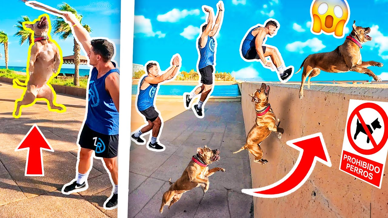 ESTE PERRO hace PARKOUR MEJOR QUE TÚ 🐶🔥 *VAS A FLIPAR* - YouTube