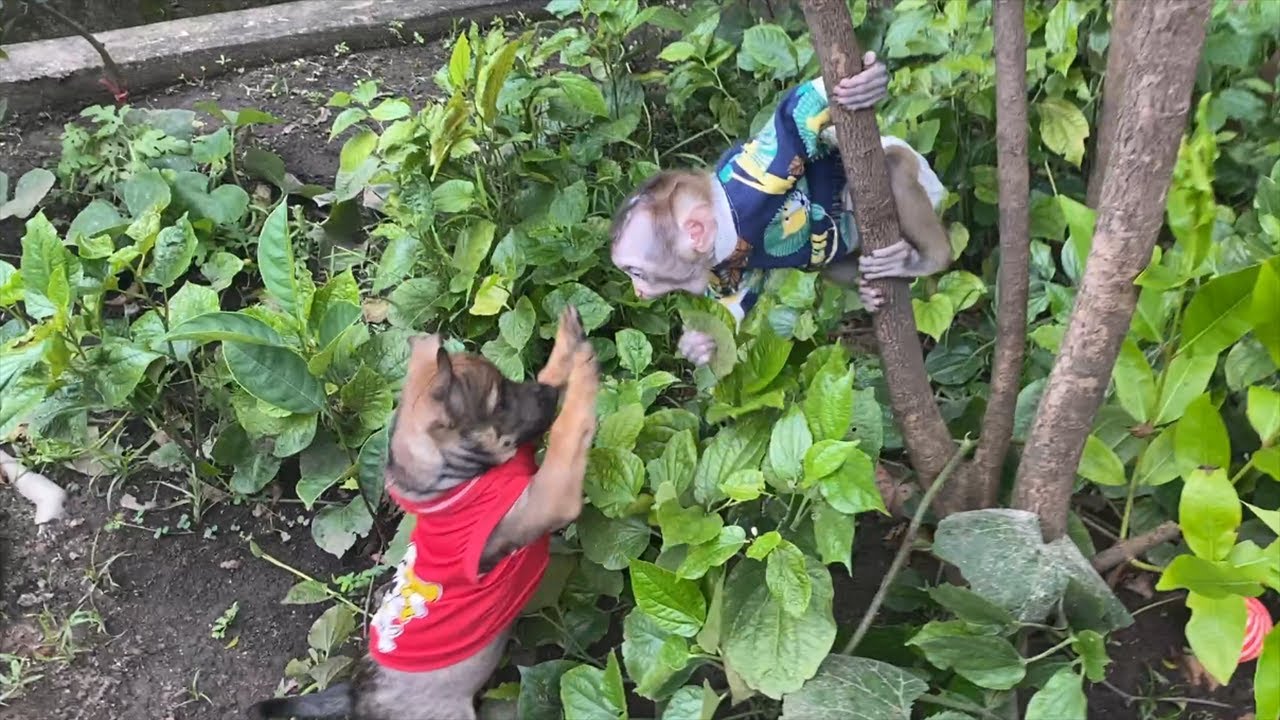 Baby monkey PunPun playing in the garden with puppies and eating snacks ...