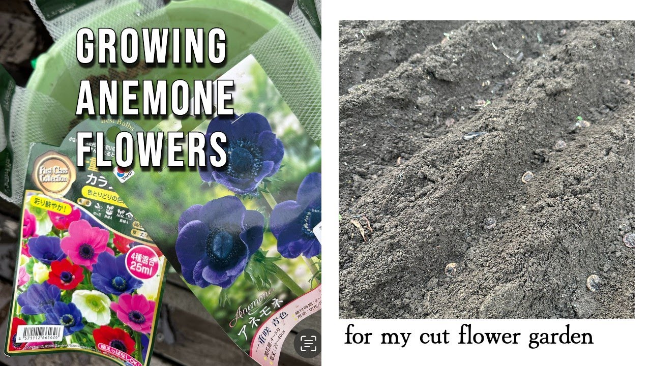 Growiing Anemone Flowers On My Cut Flower Allotment Garden - YouTube
