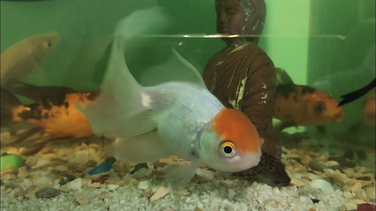 Red cap goldfish,new setup aquarium fishes 🐬🐋🐠🐡🦈 - YouTube